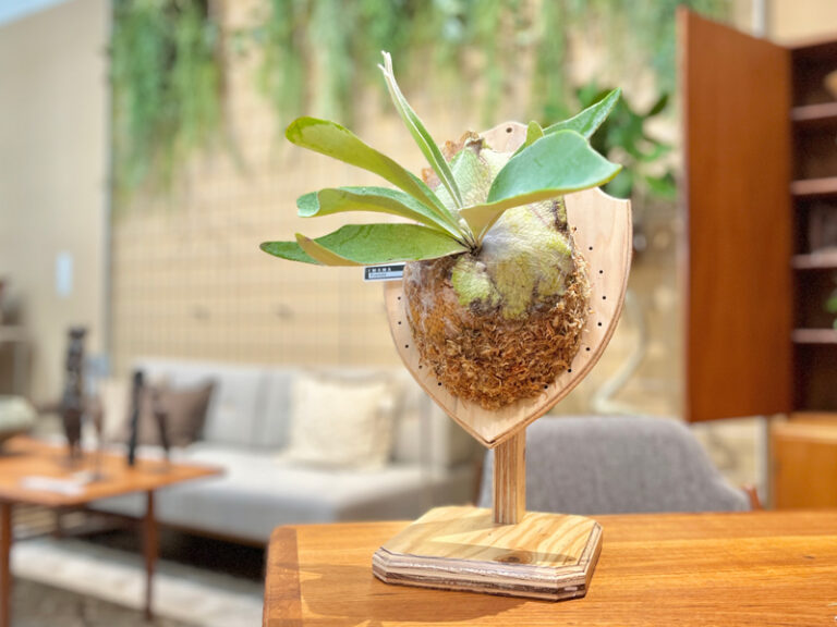 NODERIUM | COCON KARASUMA：古今烏丸